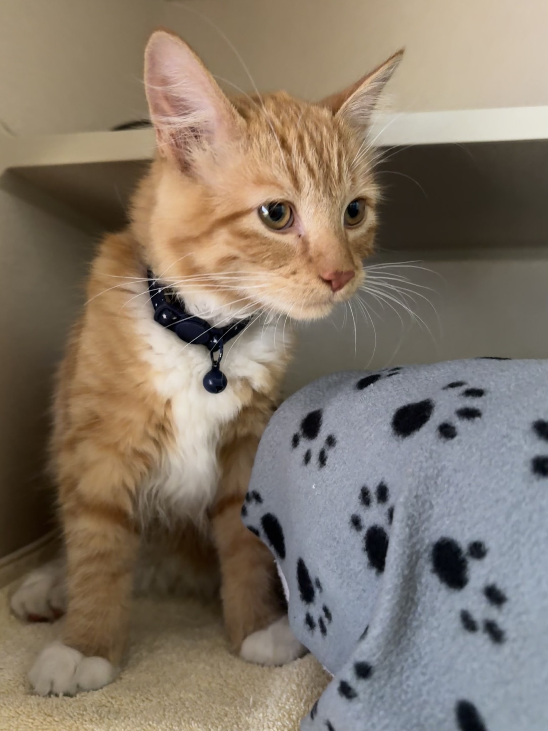 25-1389 DLH Tabby
